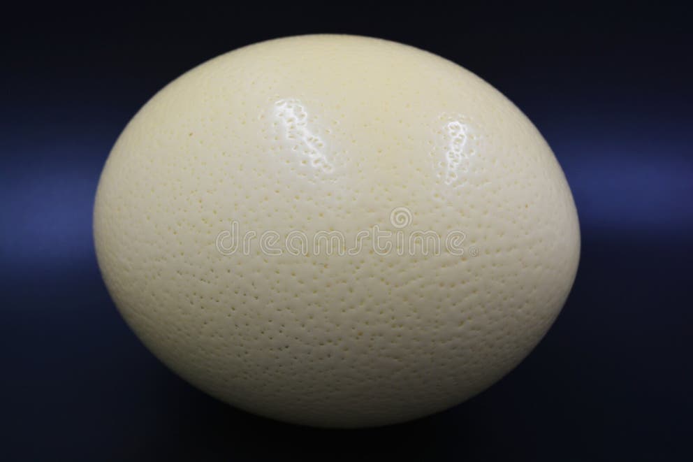 Nature White Large Ostrich Egg with Thick Shell Located on Black ...