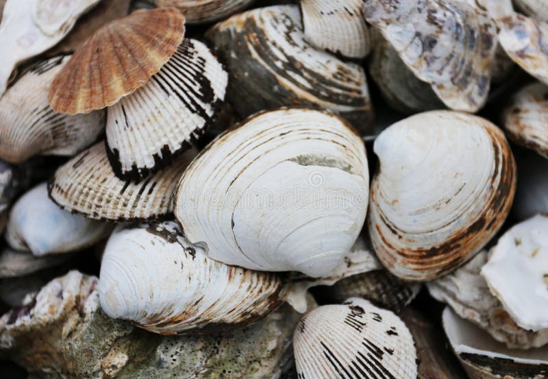 Large sea shell stock image. Image of color, aquatic - 36031265