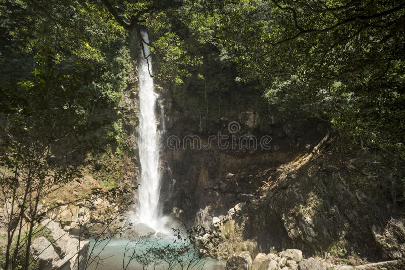 Large elm tree stock image. Image of asia, spread, full - 36626167