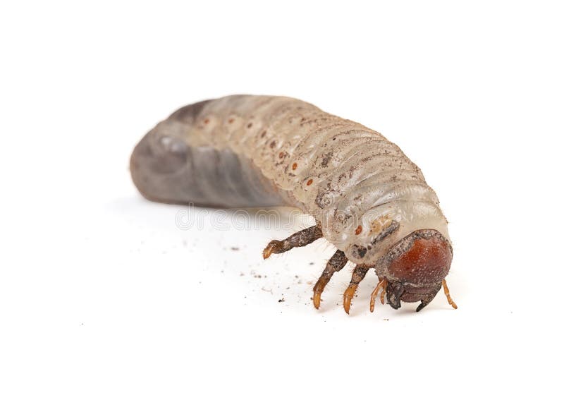 White Larva of Cockchafer Detoured Stock Image - Image of animal ...