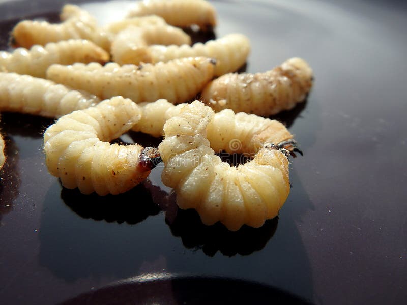 Larvae of Oil beetle. stock photo. Image of detail, macro - 14449872