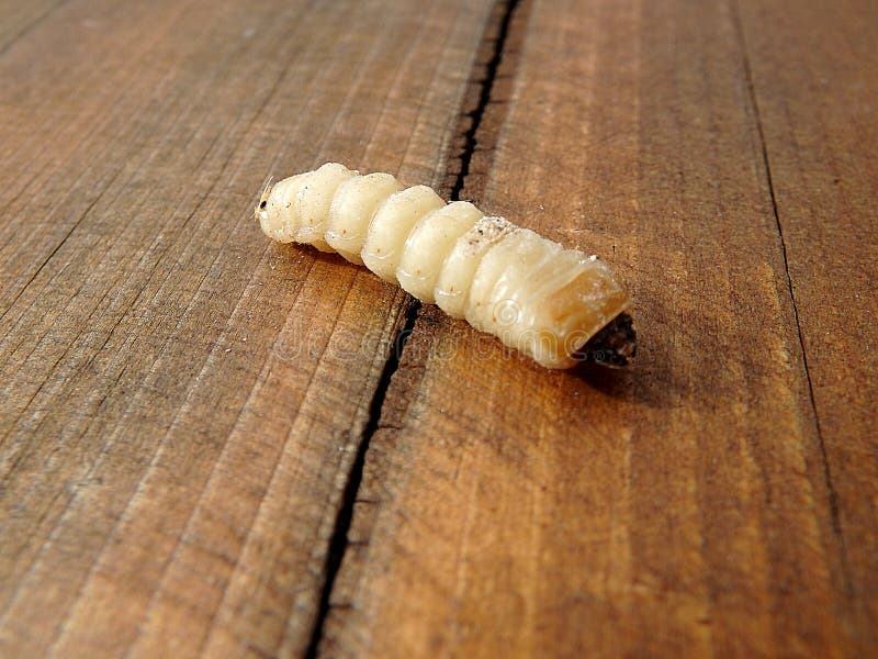 Larvae of Oil beetle. stock photo. Image of detail, macro - 14449872