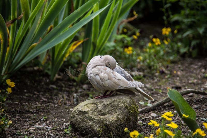 White laughing pigeon stock photo. Image of pigeon, feathers - 186513004