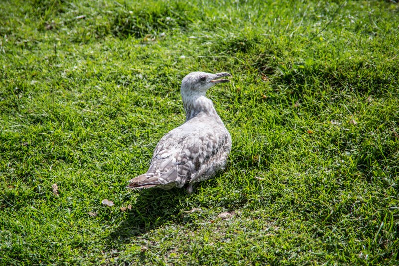 589 Laughing Pigeon Stock Photos - Free & Royalty-Free Stock Photos ...