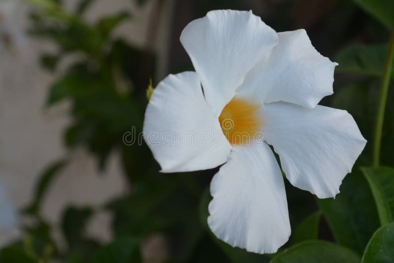 Laurier Flower Stock Photos - Free & Royalty-Free Stock Photos from ...