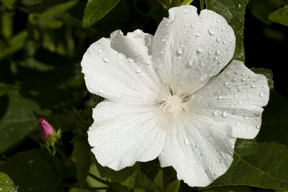 White lavatera stock photo. Image of droplets, rain, white - 26773304