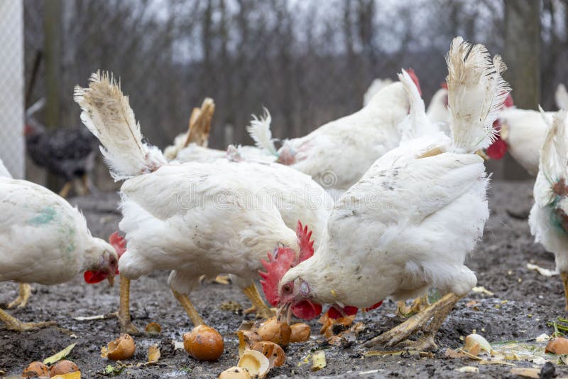 White Laying Hens Eat Outside Stock Image - Image of peck, countryside ...
