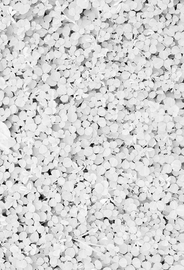 White Leaf Clusters from Dense Top View Stock Photo - Image of surface ...