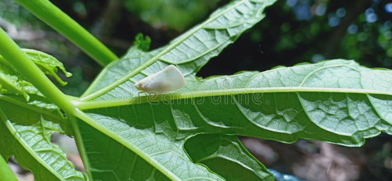 301 White Leafhopper Stock Photos - Free & Royalty-Free Stock Photos ...