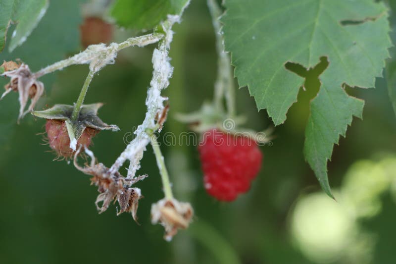 The White Leafhopper is One of the Common Pests of Raspberries White ...
