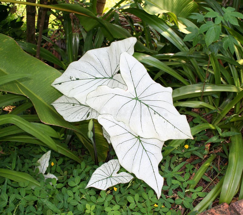 White Leaves Picture. Image: 681756