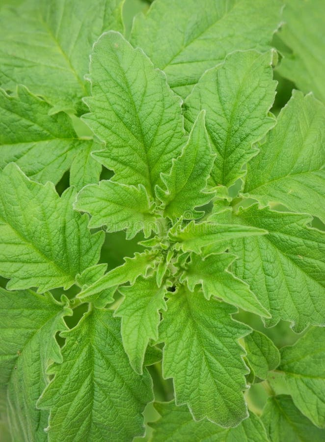 Sesame Seed Flower On Tree In Field Stock Image - Image of harvest ...