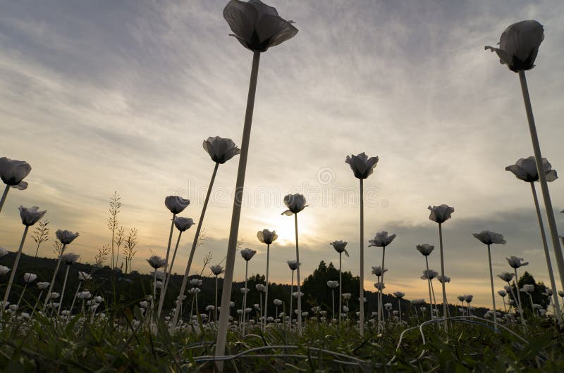 White Led Roses Over Magical Sunset Background Stock Photos - Free ...