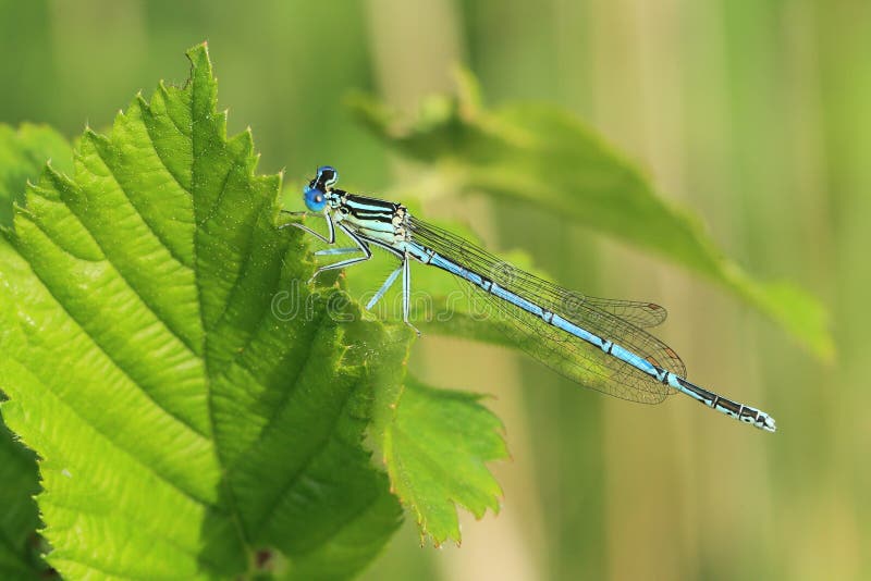 White-legged Damselfly Male Stock Image - Image of platycnemis, insect ...