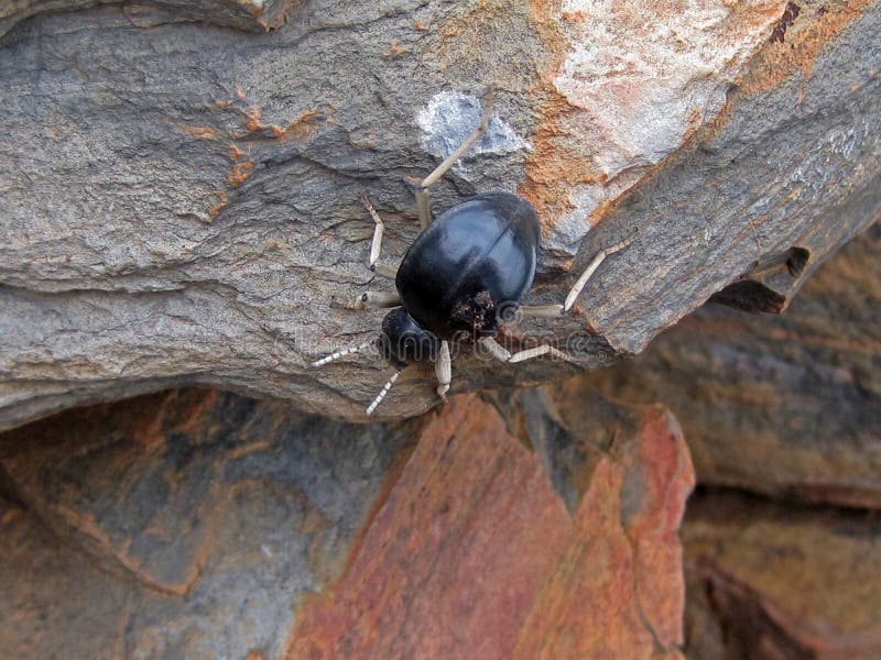 Toktokkie Beetle Stock Photos - Free & Royalty-Free Stock Photos from ...