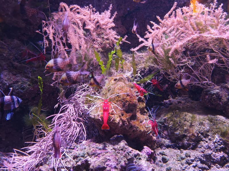 White Legged Tropical Shrimp Stock Photo - Image of reef, fish: 273886616