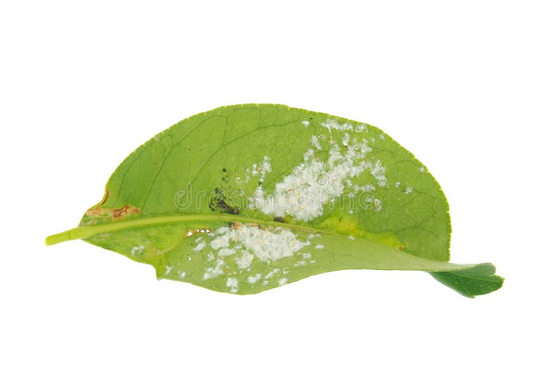 Lemon Tree Leaf Infested by the Citrus Leafminer Moth Isolated on White ...