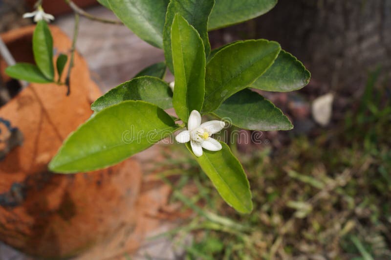 White Lemon Flower Also Known As Azahar Stock Image - Image of flower ...