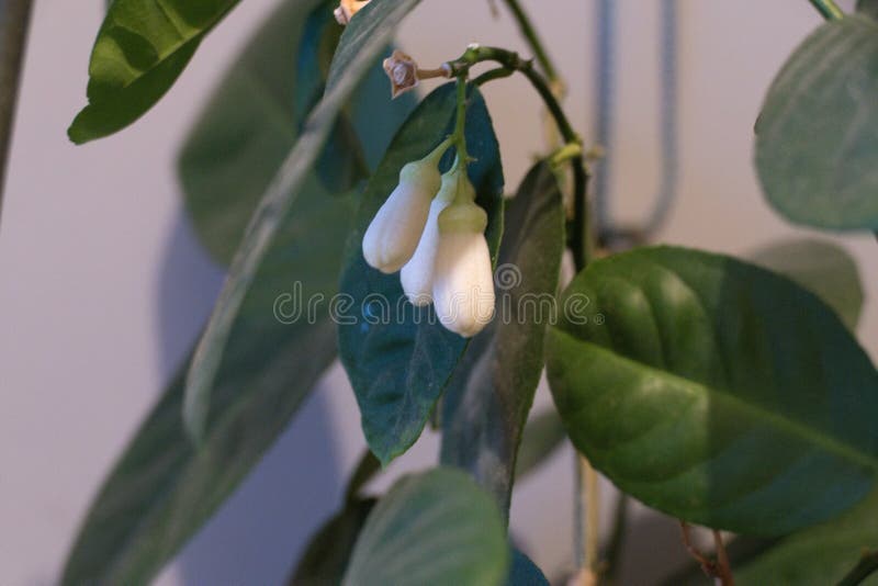 White Lemon Flower in a Blossom Stock Image - Image of lime, scent ...