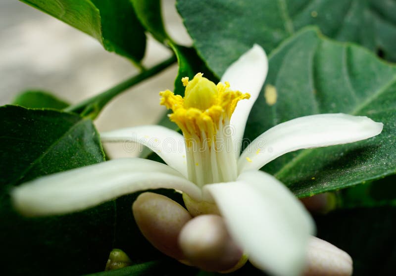 A Lemon flower stock image. Image of tree, fruit, lemon - 210748645