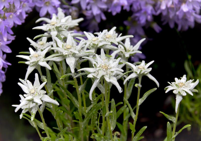 Two Edelweiss Flowers on White Stock Photo - Image of garden, floral ...