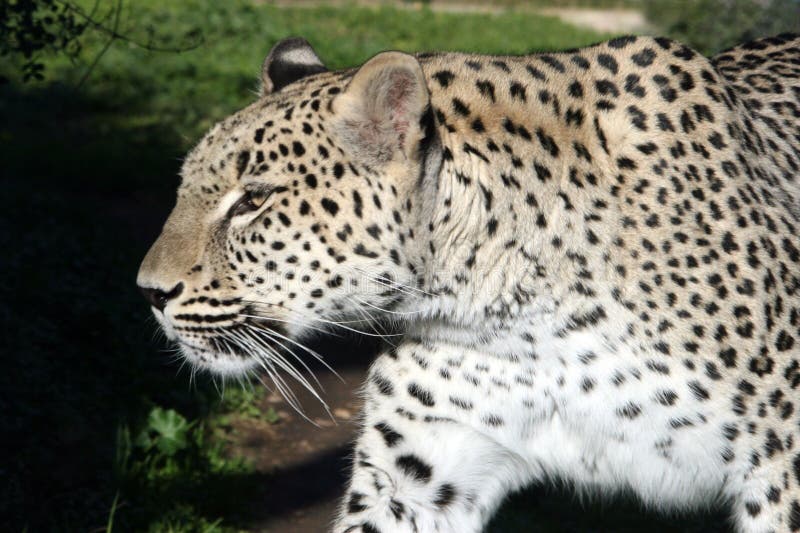 White leopard #5 stock image. Image of animal, leopard - 7107187