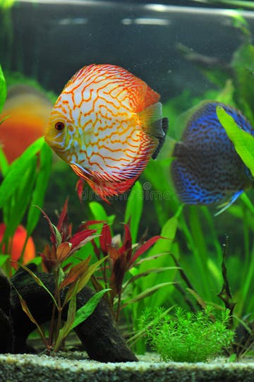 White Leopard Discus Fish in Aquarium Stock Image - Image of exotic ...