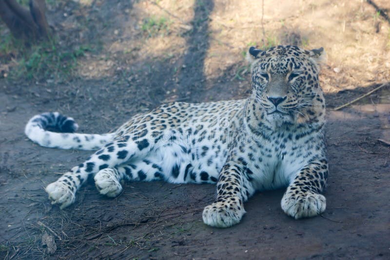 White Leopard stock image. Image of park, national, animals - 117986341
