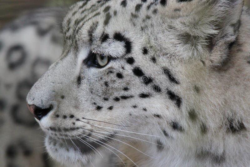White leopard discus fish stock image. Image of aquatic - 22564585