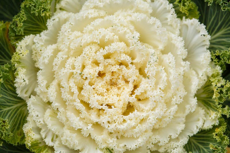 White lettuce plant stock photo. Image of vegetarian - 48581654