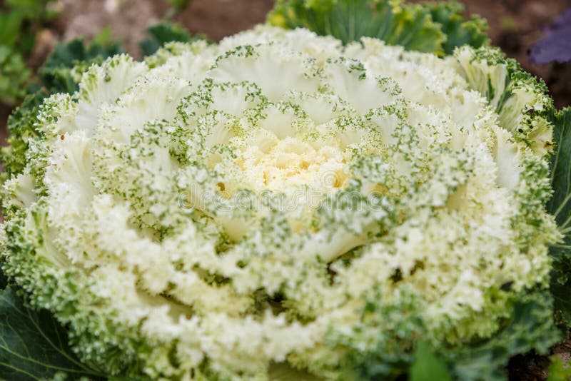 White lettuce plant stock photo. Image of healthy, salad - 48581722