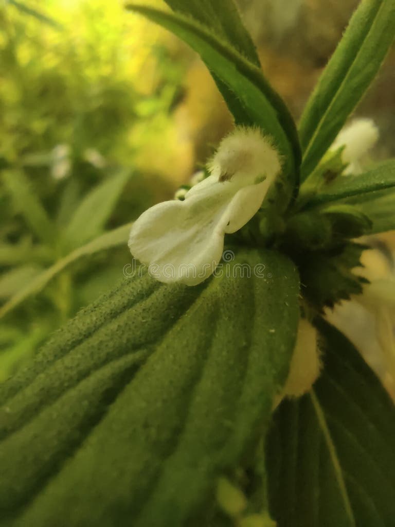 2,208 White Nettle Flowers Stock Photos - Free & Royalty-Free Stock ...