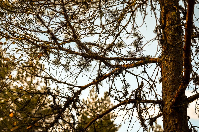 White Lichen Grown on Autumnal Forest Trees Stock Photo - Image of ...