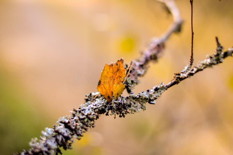 White Lichen and Red Leave on Tree Stock Photo - Image of background ...