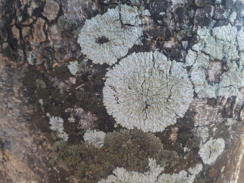 White lichen stock photo. Image of forest, thailad, trunk - 228406710