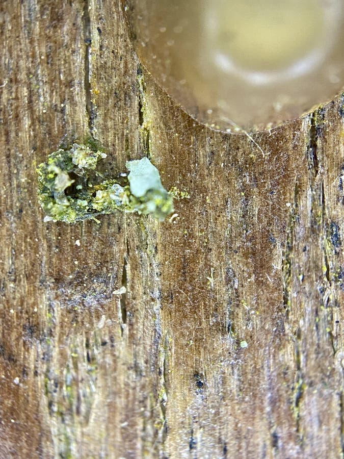 White Lichen Under a Microscope, Extreme Close-up Photo Stock Image ...