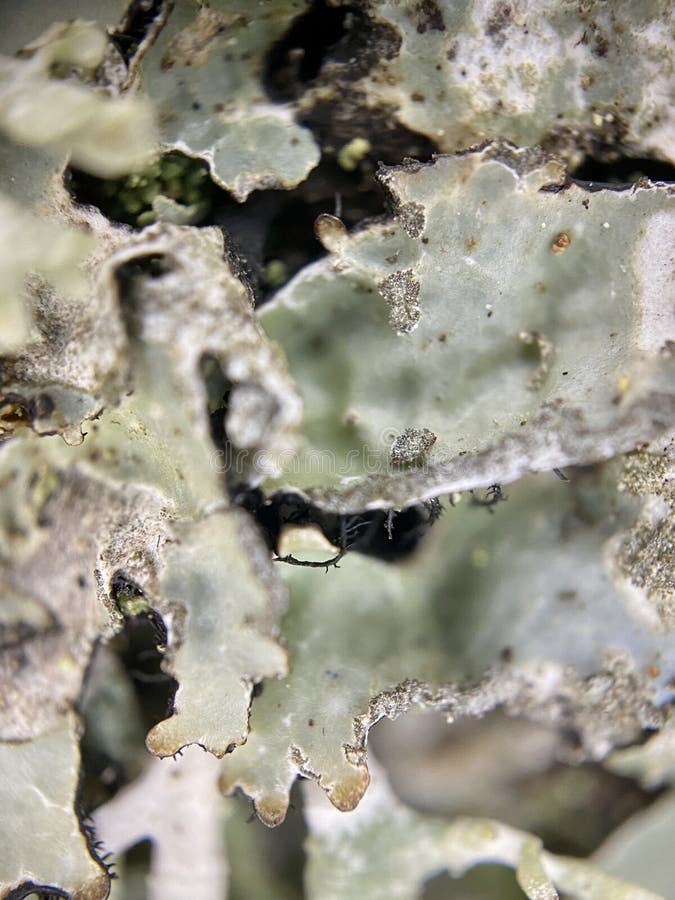 White Lichen Under a Microscope, Extreme Close-up Photo Stock Image ...