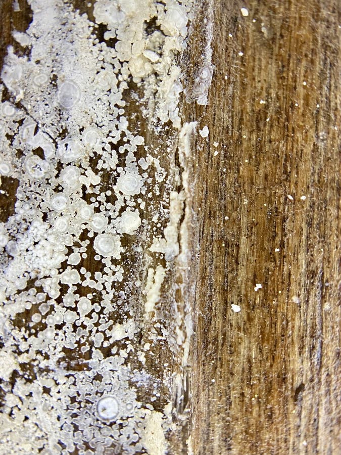 White Lichen Under a Microscope, Extreme Close-up Photo Stock Image ...