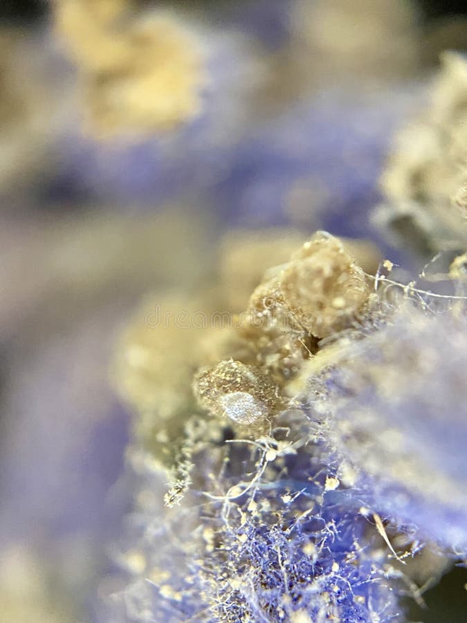 White Lichen Under a Microscope, Extreme Close-up Photo Stock Photo ...