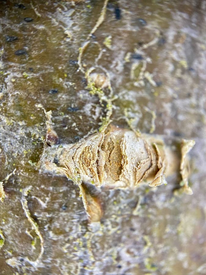 White Lichen Under a Microscope, Extreme Close-up Photo Stock Photo ...