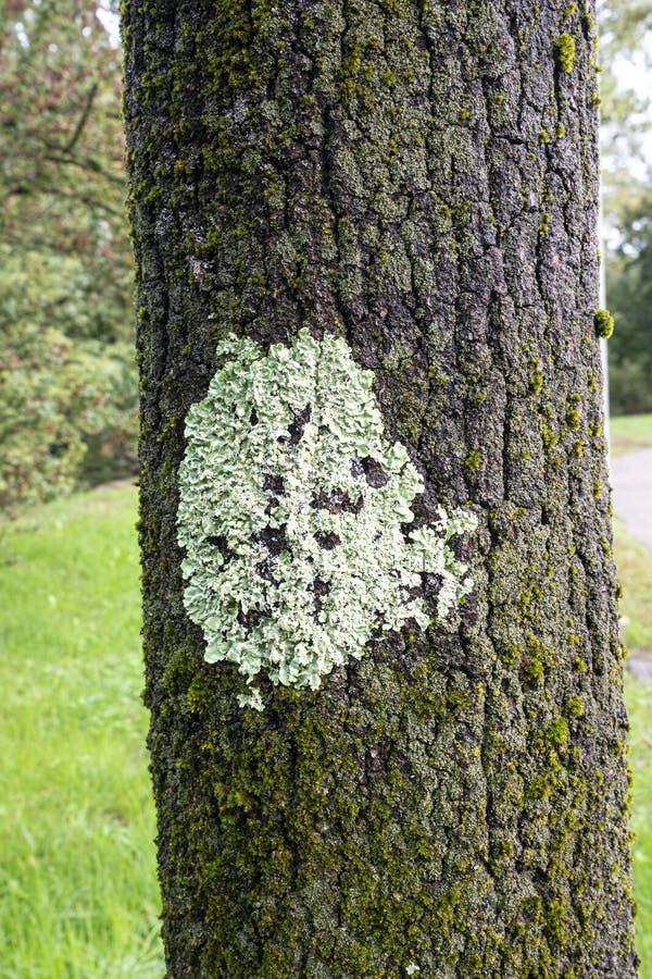 White lichens stock photo. Image of growth, environment - 199148664