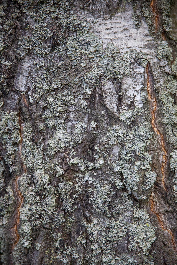 White Lichens on the Bark of a Tree in the Forest, Natural Texture ...
