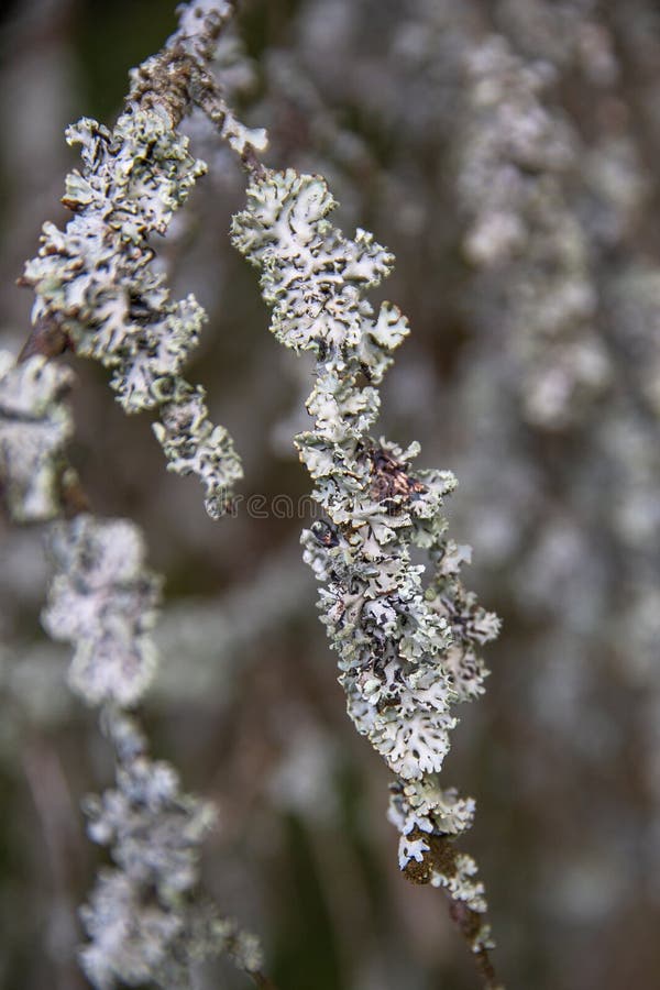 White Lichens on the Bark of a Tree in the Forest, Natural Texture ...