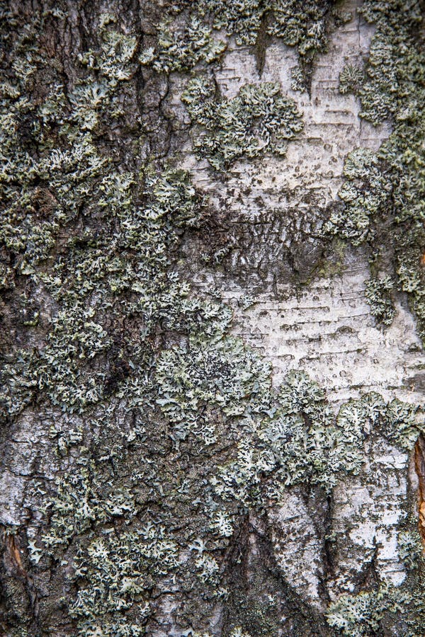 White Lichens on the Bark of a Tree in the Forest, Natural Texture ...