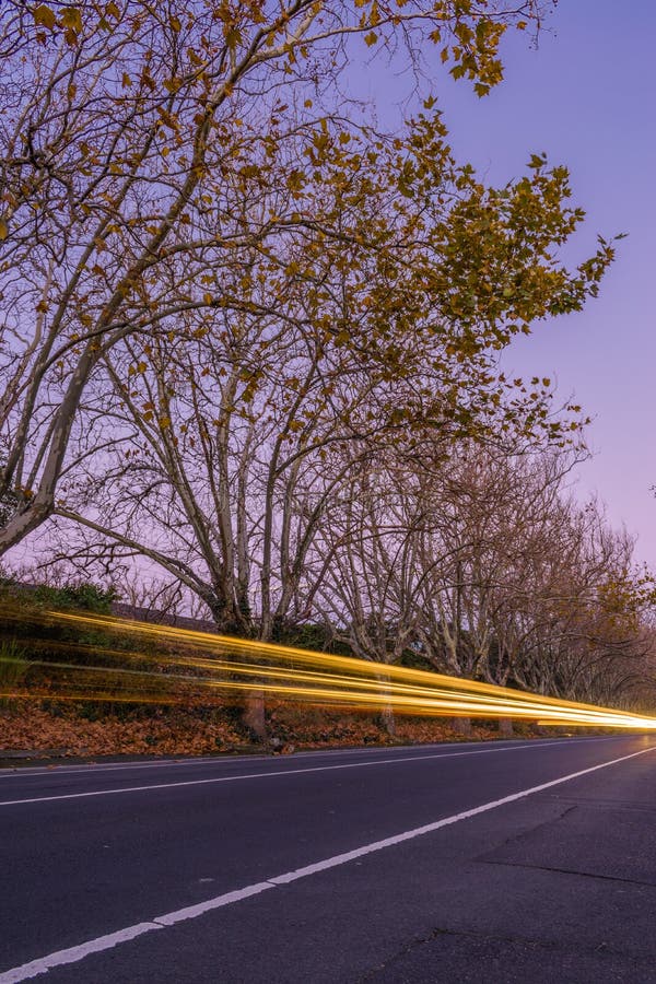 Light Trails with Winter Trees in Background Stock Image - Image of ...