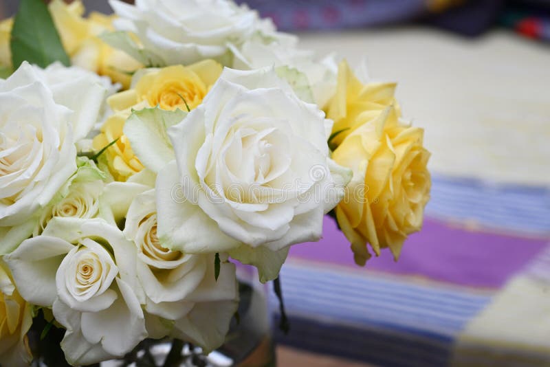 White and Light Yellow Open Roses in Patterns. Stock Image - Image of ...