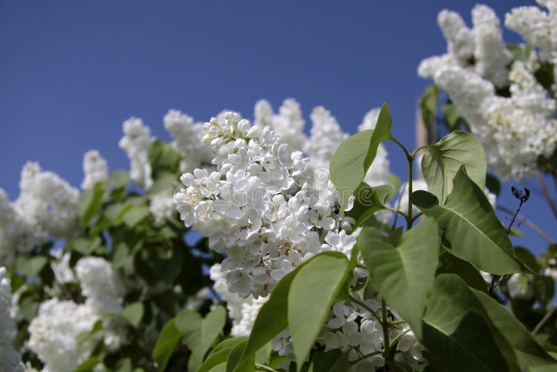 White Lilac stock image. Image of bloom, white, flora - 15706585