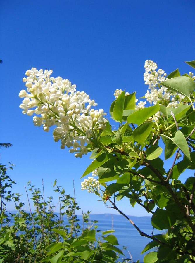 White Lilac Flowers stock photo. Image of season, closeup - 19303628