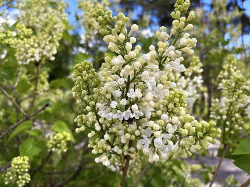 White Lilac Blooms in the City in Spring Stock Image - Image of flowers ...