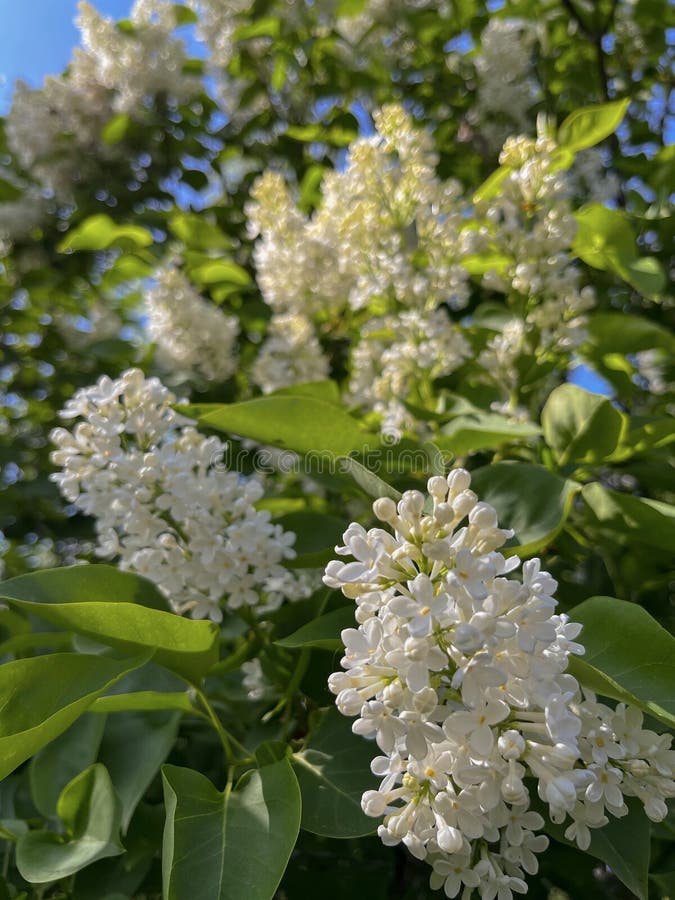 White Lilac Blooms in the City in Spring Stock Image - Image of garden ...